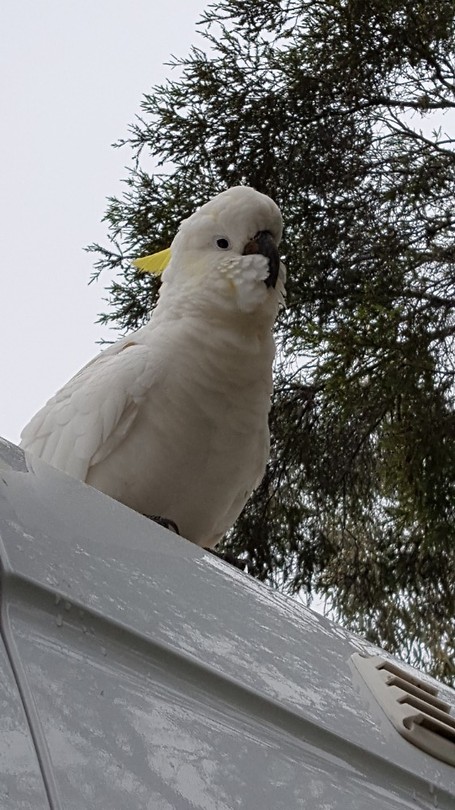 De kakatoes vliegen hier in het wild | Foto | Petra Sterk’s reisblog