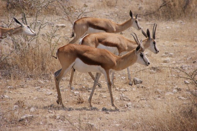 springbok | Foto | Around the world in many days