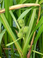 Kuilgras! | Foto | Petra Eleftheriadis’s reisblog