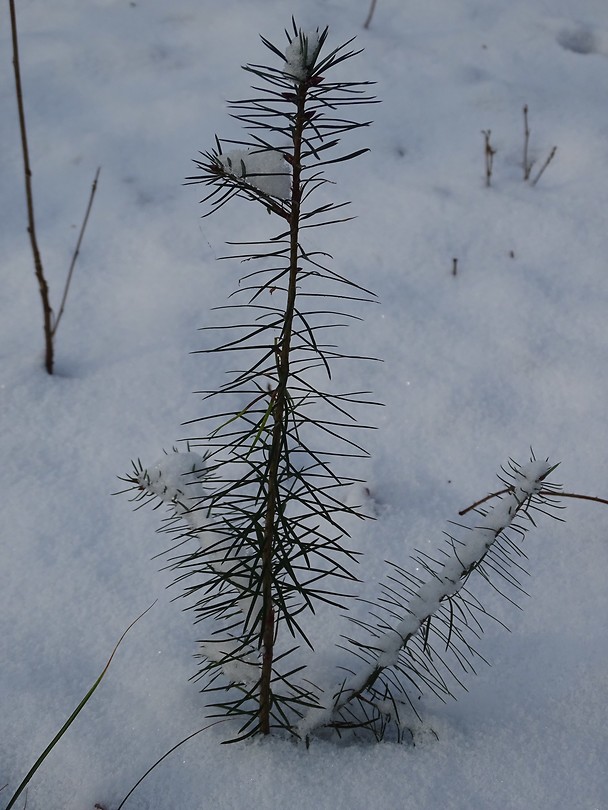Kleine denneboom! | Foto | Petra Eleftheriadis’s reisblog