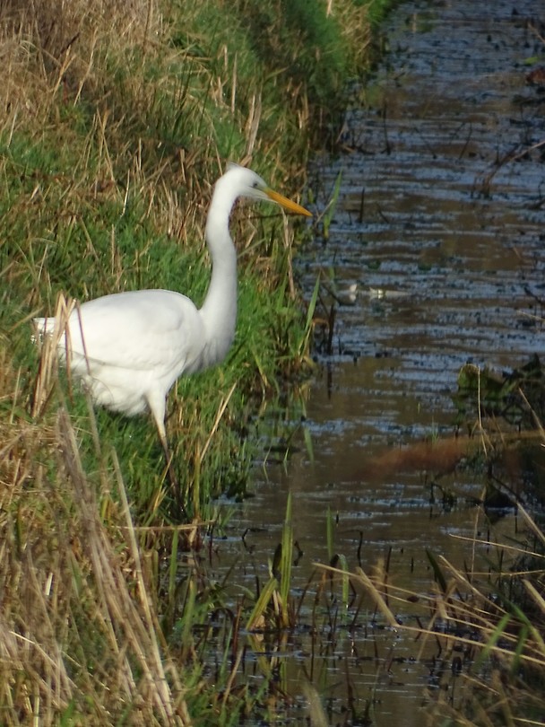 Witte Reiger! | Foto | Petra Eleftheriadis’s reisblog