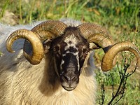 Mooie rammen! | Foto | Petra Eleftheriadis’s reisblog