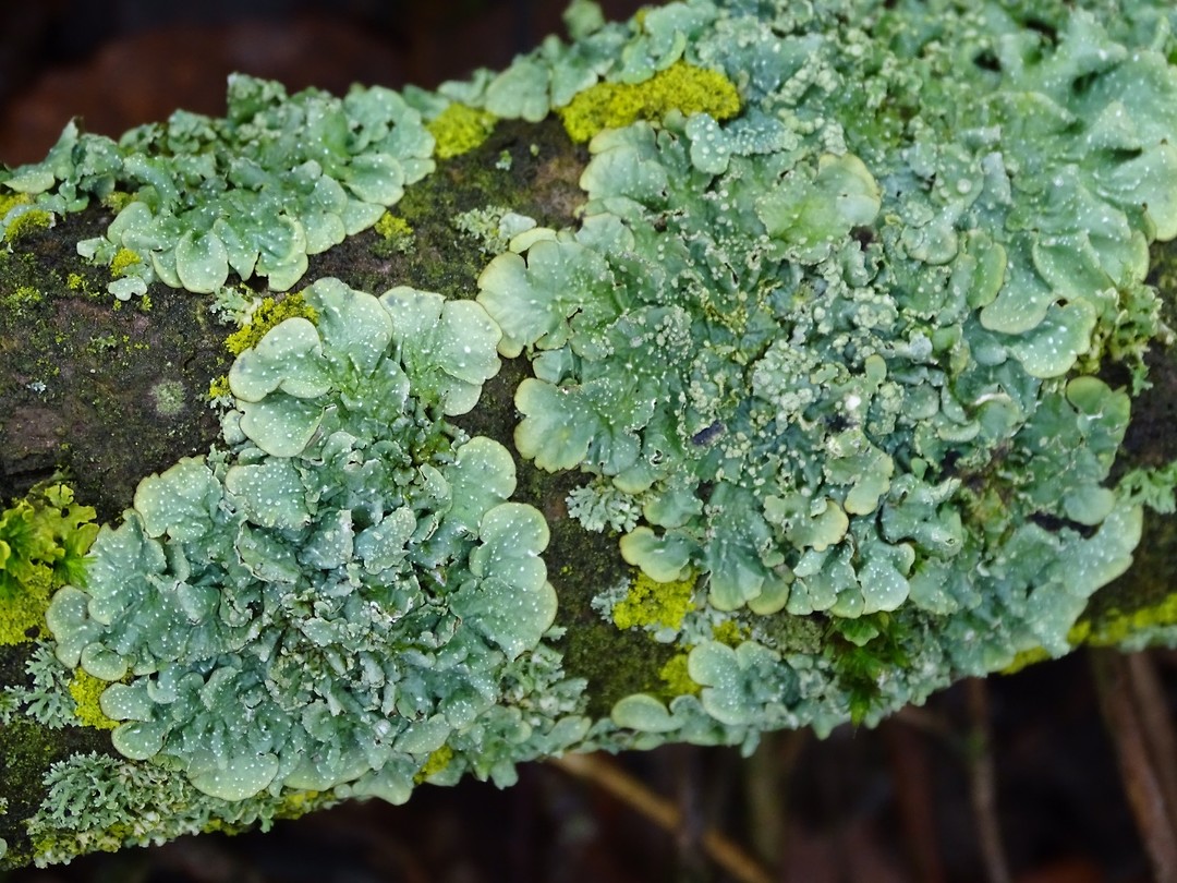 Korstmos! | Foto | Petra Eleftheriadis’s reisblog