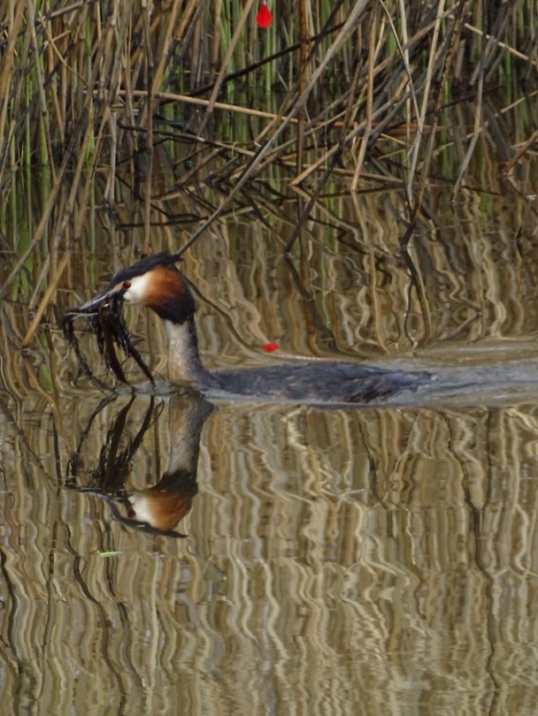 Fuut! | Foto | Petra Eleftheriadis’s reisblog