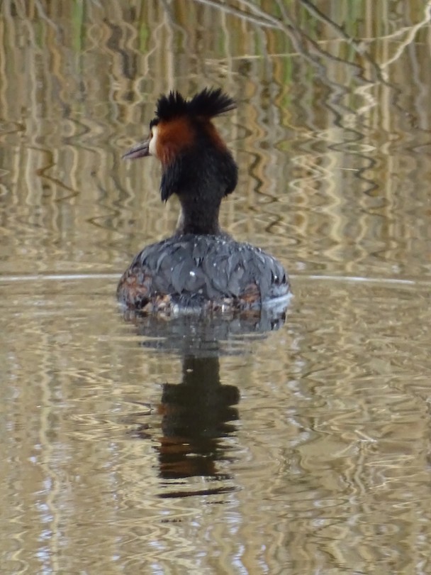 Fuut! | Foto | Petra Eleftheriadis’s reisblog