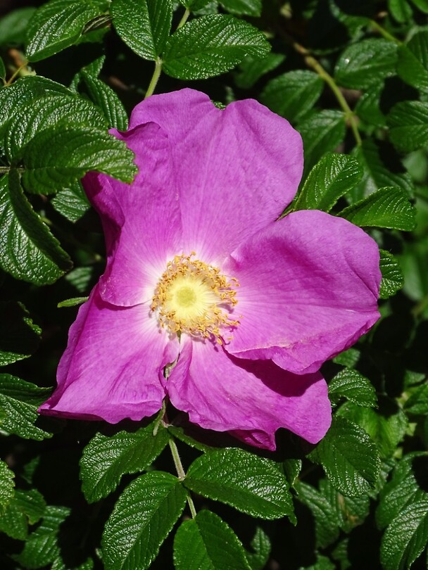 Hondsroos! | Foto | Petra Eleftheriadis’s reisblog