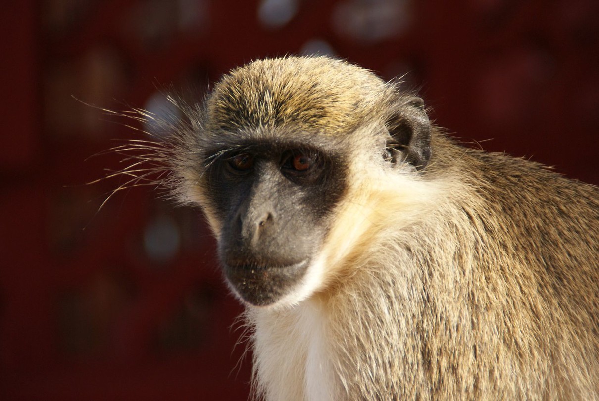 Green Velvet Monkey | Foto | Jeugd voor Gambia reisblog