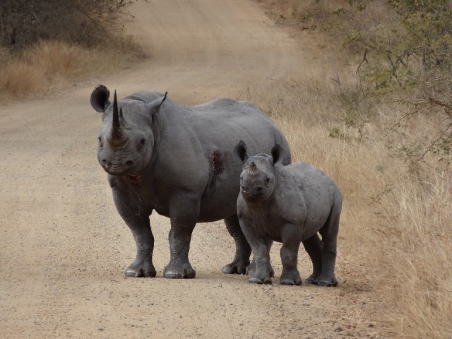 Zwarte neushoorn met jong | Foto | Ruud&Hanneke’s reisblog