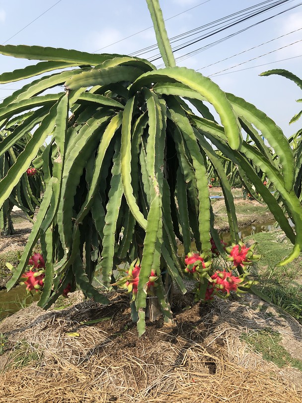 Pitaya plant (drakenfruit) | Foto | Renata en Ron Kuling’s reisblog