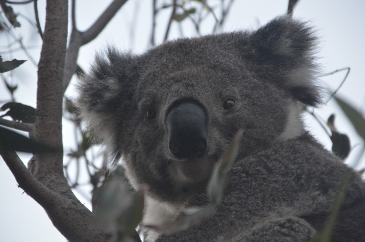 11 Koala's (1) | Foto | René en Rita's reisblog