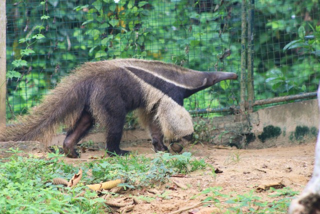 Paramaribo zoo | Foto | Renee Welvaadt’s reisblog