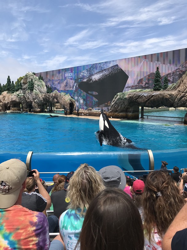 Orka show | Foto | Rietveldjes on the Road reisblog