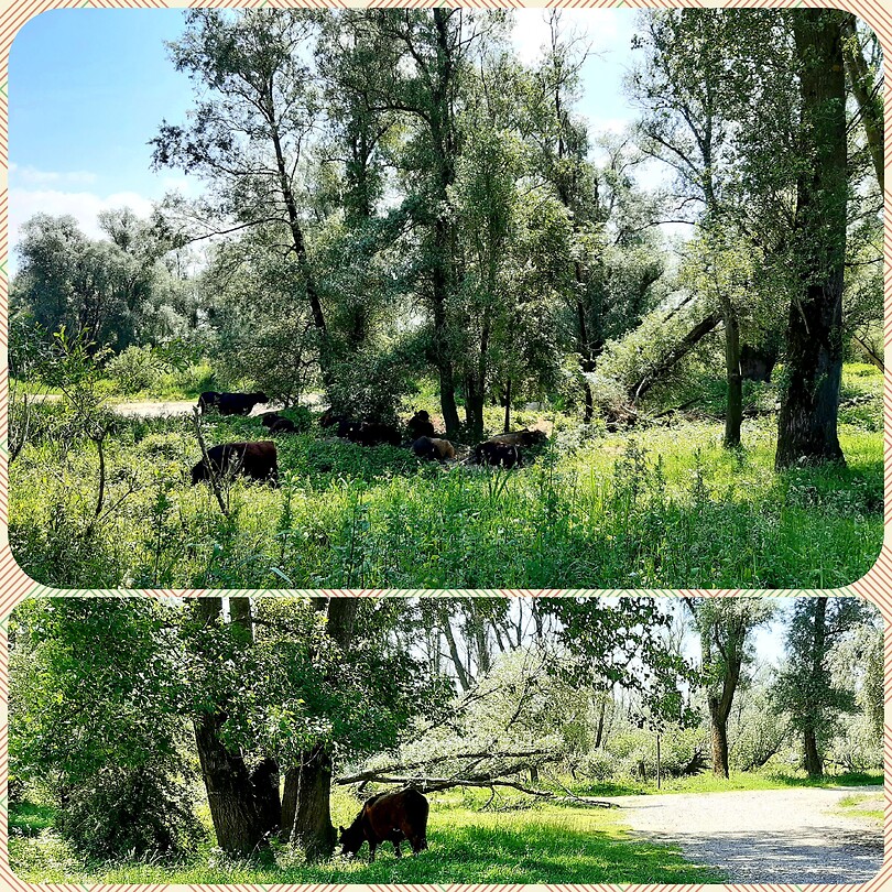 Alanya, een soort hagedis | Foto | RiFra’s reisblog