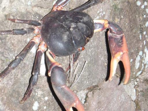 09. Een landkrab (op 500 meter hoogte) op de trap naar het appartement ...