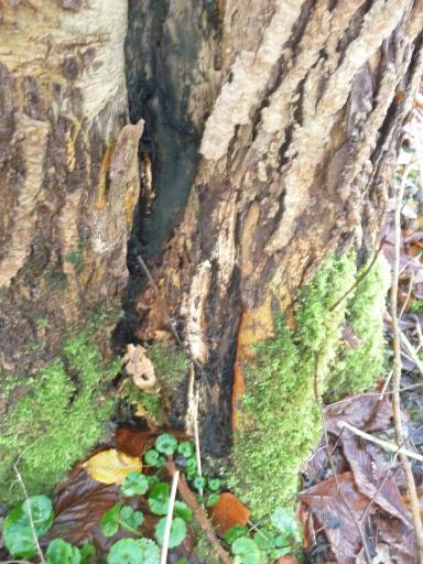 Aantasting honingzwam | Foto | Docentenstage Ronald Sanders