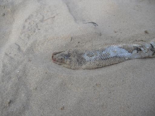 dode zeeslang | Foto | Roos Down Under