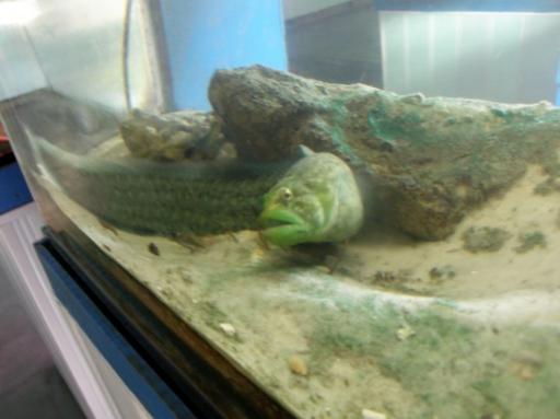 Groene zeeslang | Foto | Roy reist rond in Azië