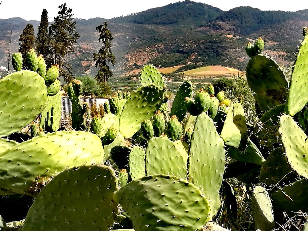 Dag 3: Rabat-Meknes-Fez | Reisverhaal | Zagori Trekking