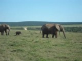 olifant rijden op buffelsdrift | Foto | Sam's reisblog Zuid-Afrika