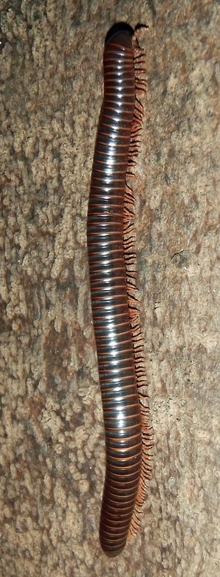 Een miljoenpoot?? | Foto | Silvia Weenink’s reisblog