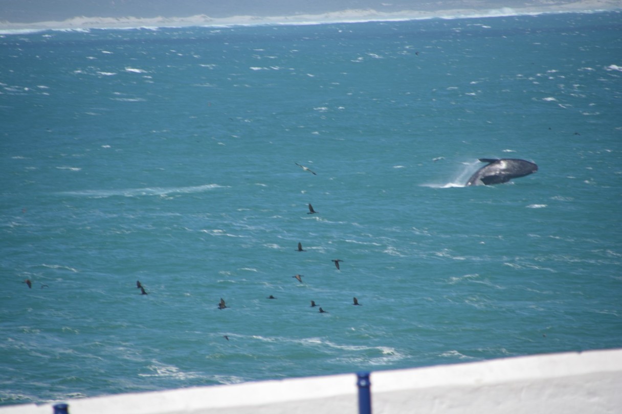 Walvis in Hermanus | Foto | Simon en Lieke