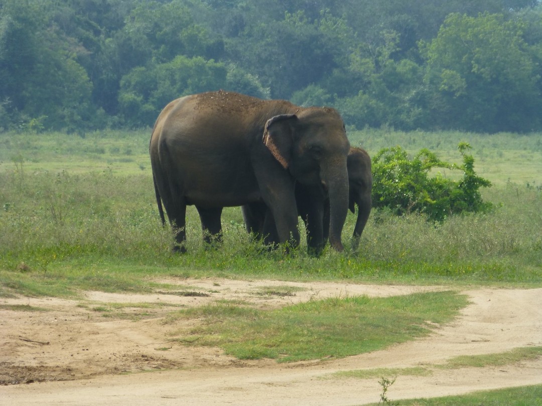 Prachtige olifanten | Foto | Simone’s reisblog