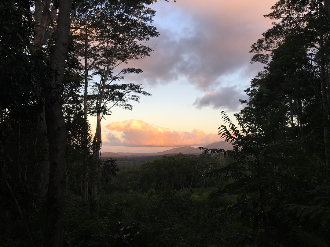 Uitzicht terras treehouse Rainforest Malanda | Foto | Ton&Wies’s reisblog