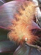 Mooie rups 2 | Foto | Taihuttu Yolo Bitcoin Family reisblog; Didi ...