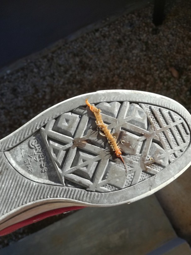 duizendpoot | Foto | Talina’s reisblog