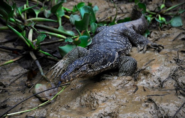 Sukau varaan brrrr | Foto | Teun & Bram in Azië