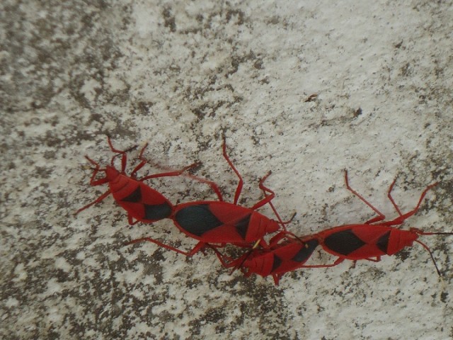 Rode insecten | Foto | Ton en Ada de Kleijn’s reisblog