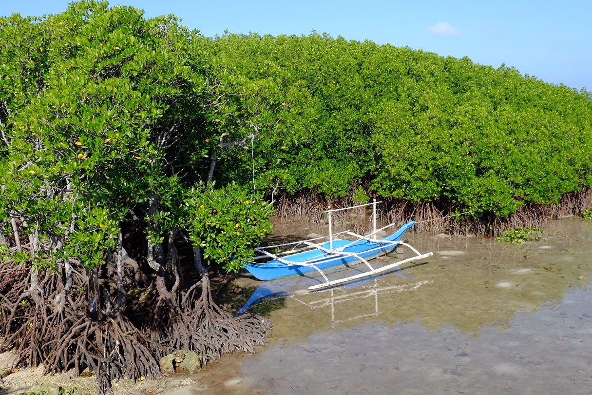 Mangrove bossen langs de dam | Foto | Tonfrancis’s reisblog