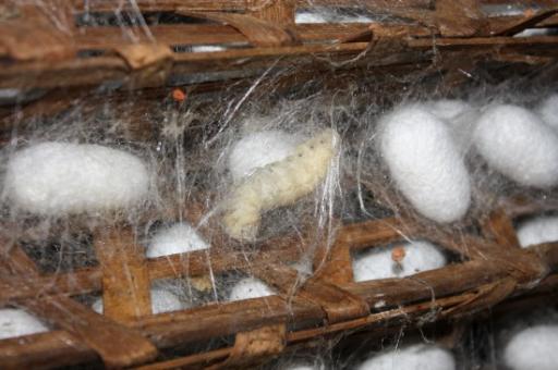 De zijderups | Foto | Southeast Asia Trip