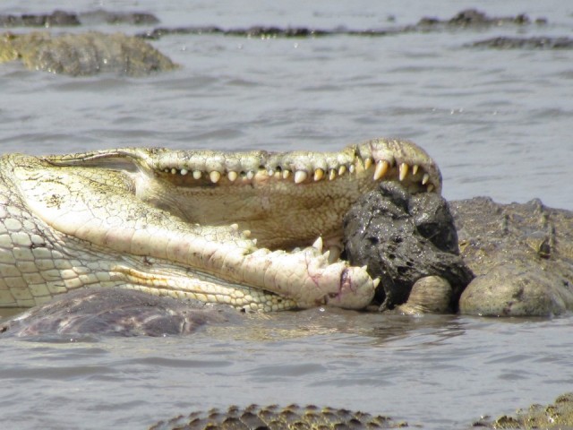 Krokodil met prooi | Foto | Travelfriends Africa 2015