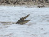 Krokodil met prooi | Foto | Travelfriends Africa 2015