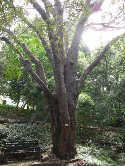 Geelhoutboom in Kirstenbosch | Foto | Tristan naar de Kaap