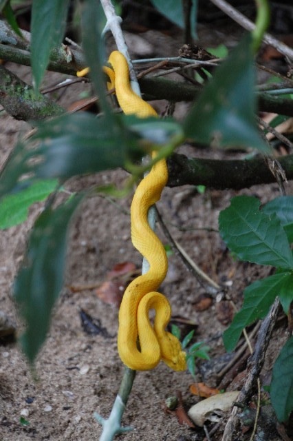 Dodelijk giftige gele slang | Foto | Rondreis door Costa Rica 2013