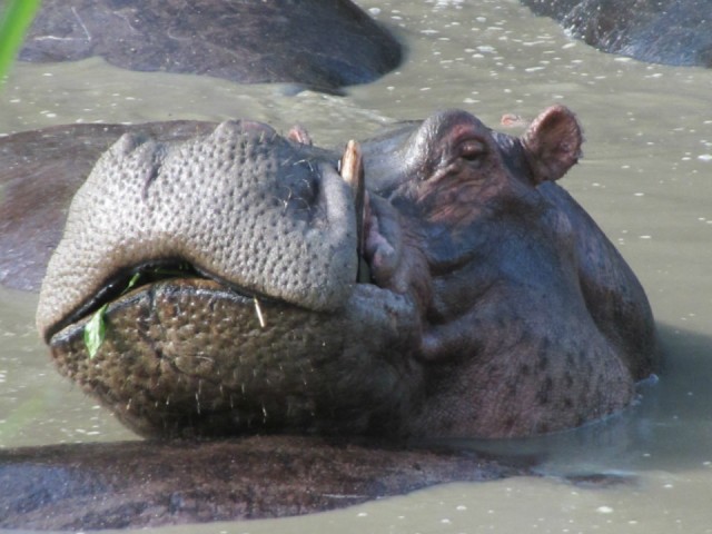 Prachtige beesten, kun je uren naar kijken. | Foto | Van de Zwarteplak ...