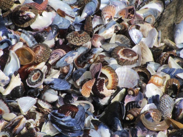 Schelpen in alle kleuren en soorten aan de kust van Lüderitz. | Foto ...