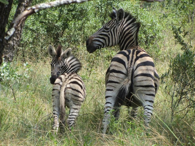 Weer andere zebra's dan we tot nu toe hebben gezien. Kijk maar naar de ...