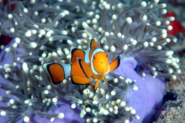 Nemo, the most beautiful fish in the World | Foto | Van de Zwarteplak ...