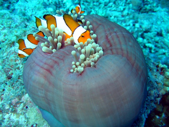Nemo, the most beautiful fish in the World | Foto | Van de Zwarteplak ...