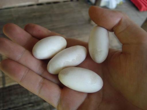 schildpadden en leguanen eieren | Foto | Pieter en Menno in Papua