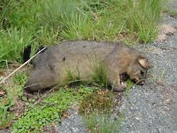 opossum | Foto | Willy en Wilma van den Berg’s reisblog