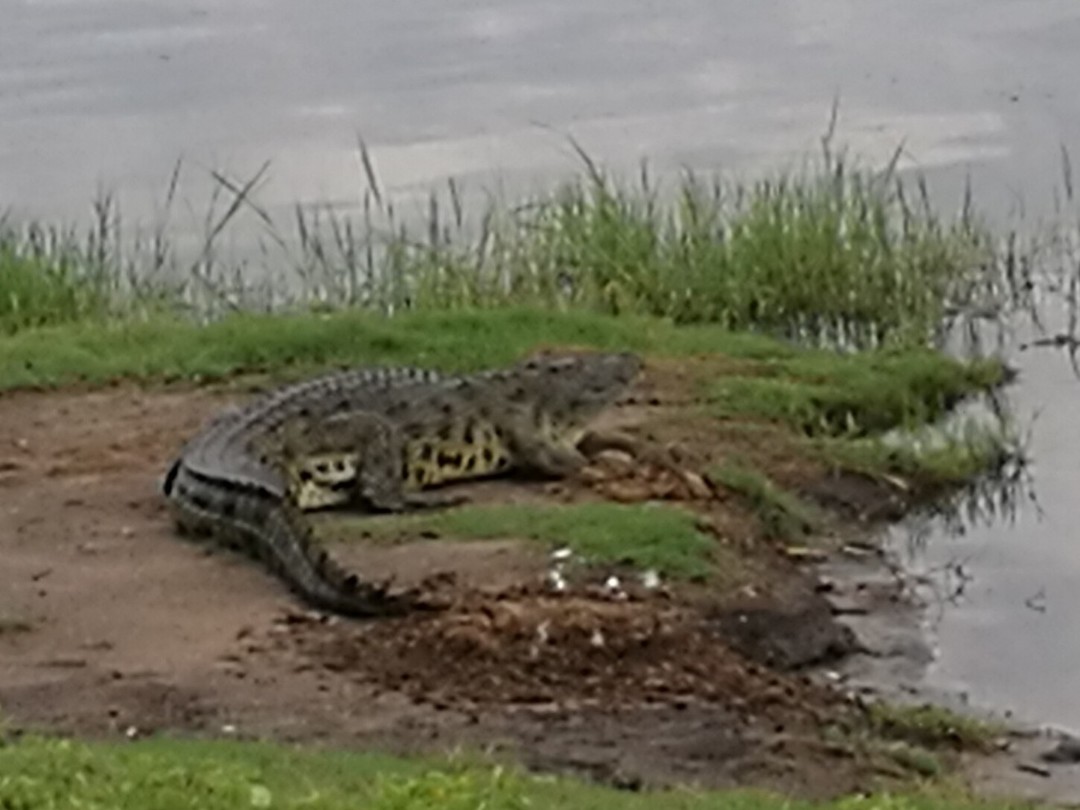 Langs de rivier, grote krokodil | Foto | Wim en José’s reisblog