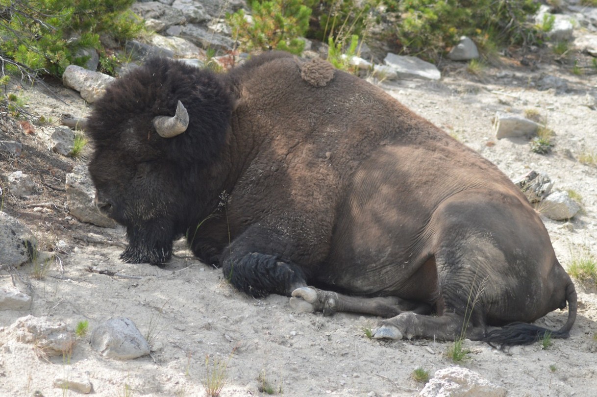 16-7-2019 via Beartooth Pass naar Yellow Stone Park | Reisverhaal ...
