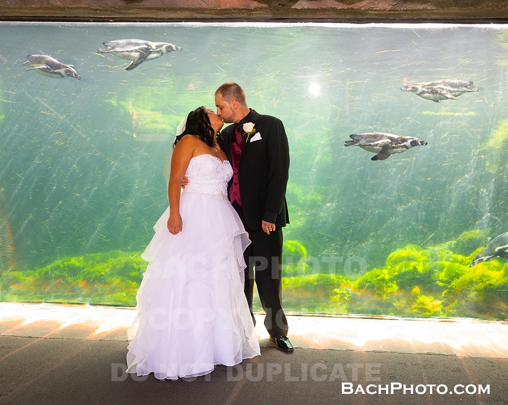 Bach - syracuse wedding photography & photo booths - Zoo photos ...