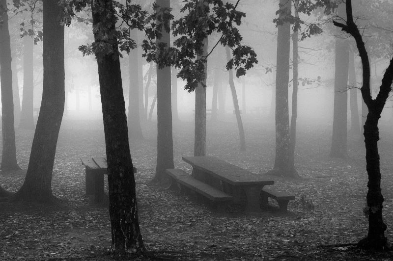 10 Most Haunted Forests in California