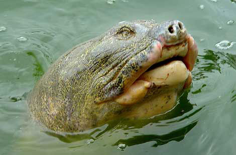 Top 10 Cryptids That Turned Out to be Real