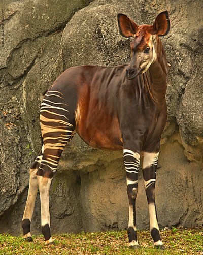 Top 10 Cryptids That Turned Out to be Real